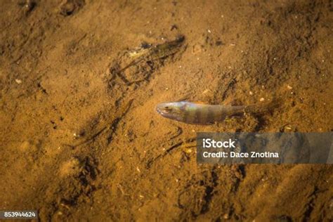 작은 일반적인 농 어는 얕은 바다에서 고군분투 아름 다운 작은 물고기는 강에 수영 물고기에 대한 스톡 사진 및 기타 이미지 물고기 강 얕은 Istock