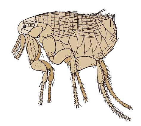 Black Death Rat Flea Artwork Photograph By Sheila Terry Pixels
