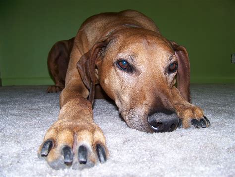 The Life Of Cassi Part 1 Trailerchic