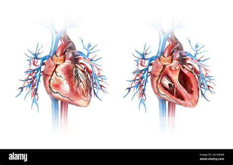 Human Heart Cross Section View And Non Cut View Stock Photo Alamy