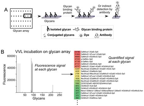 Determining Lectin Specificity From Glycan Array Data Using Motif
