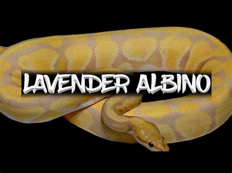 Lavender Albino Ball Python