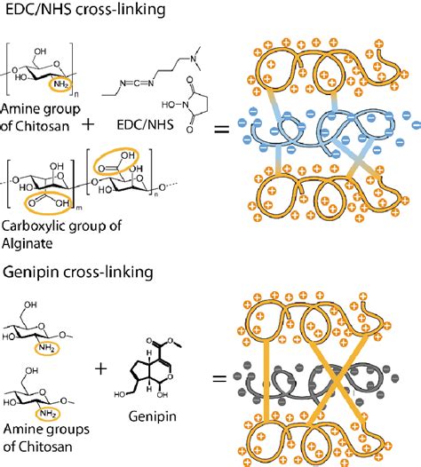 Crosslinking Chemistry Edc Nhs The Carbodiimide Conjugation Works