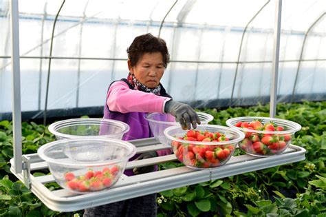 입맛 유혹하는 제천 얼음딸기 본격 ‘출하 Save Internet 뉴데일리