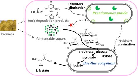 Construction Diagram Of The Microbial Coculture System For Lactic Acid Download Scientific