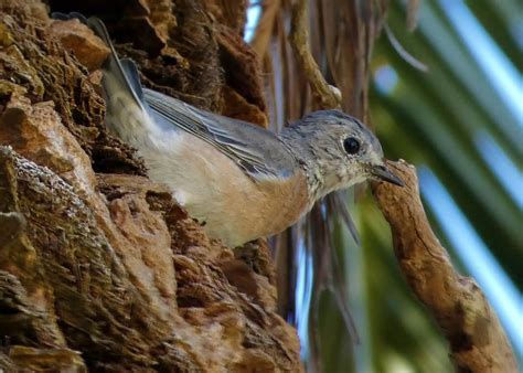 Western Bluebird Fort Mason San Francisco David Assmann Flickr