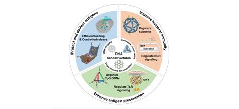 理学院材料生物学研究所孙乐乐副教授及合作团队在《angewandte Chemie International Edition》发表关于自佐剂