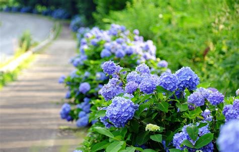日本梅雨季：绣球花真的是花吗？它其实有神奇的魔法！ All About Japan