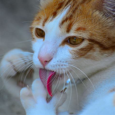 The Hairy Truth Why Cats Get Hairballs How To Stop Them When To Worry