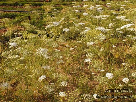 Medicinal Plants Ammi Majus