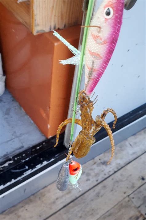 청산가리 10배 독성 지닌 파란고리문어 여수 앞바다서 발견…주의 요망 브릿지경제