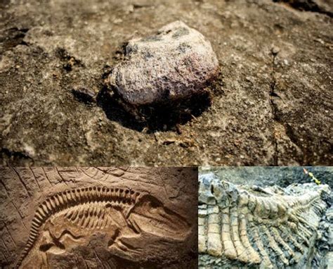 Science Gallery The 135 Million Year Oldest Dinosaur Fossil Found In