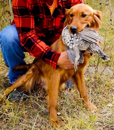 Lish Kennels Golden Retrievers Luna Album On Imgur