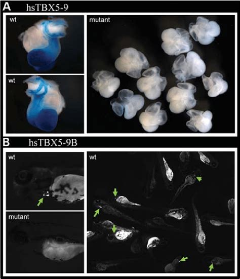 A Regulatory Variant Abrogates Enhancer Function A A Download Scientific Diagram