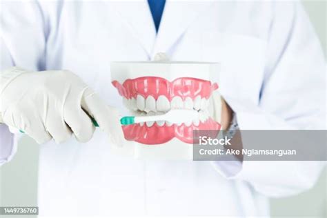 치과 의사의 손에 그는 제대로 양치질 하는 방법을 시연 하 고 있습니다 치아와 구강을 청소 합니다 개념에 대한 스톡 사진 및