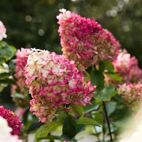 Hydrangea Paniculata Living Colourful Cocktail Lcno15 Pbraf