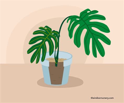 How To Propagate A Split Leaf Philodendron Easy Step By Step Guide