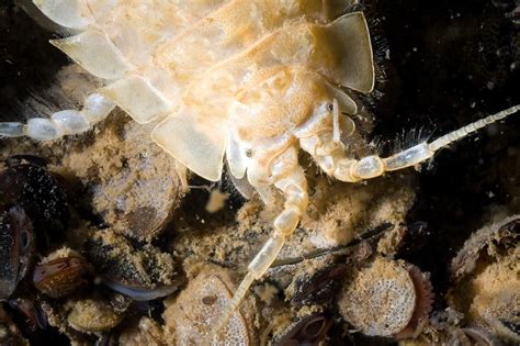 Sea Cockroach Kaido Haagen Photography