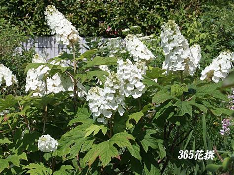 カシワバアジサイ園芸植物小百科育て方花の写真