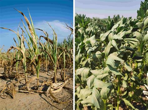 Drought Stress The Primary Abiotic Stress Threat To Agriculture