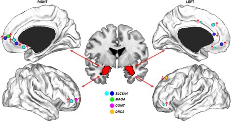 Genetic Influences On Functional Connectivity Of Fronto Limbic Download Scientific Diagram