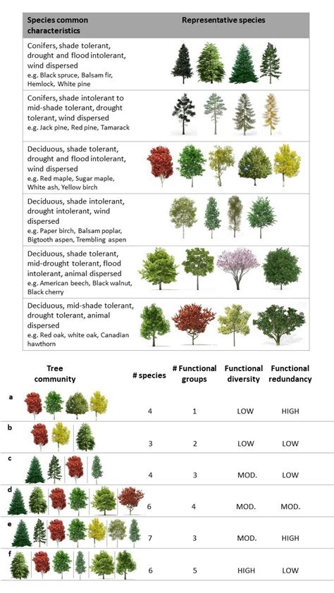 Functional Group Classification Of Tree Species Commonly Found In Download Scientific Diagram