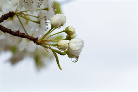 Water Blossom White - Free photo on Pixabay - Pixabay