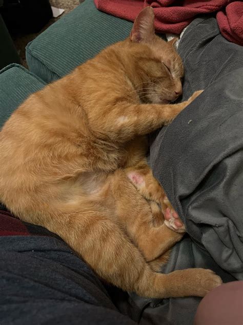 Pikachu Sleeping R Orangecats