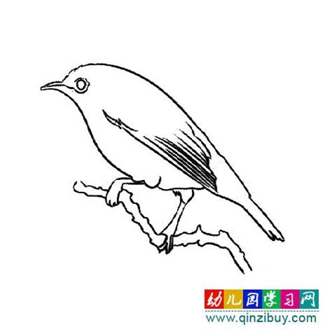 花枝和鸟简笔画 简笔画图片大全 普车都