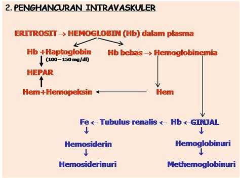 Mekanisme Pembentukan Bilirubin