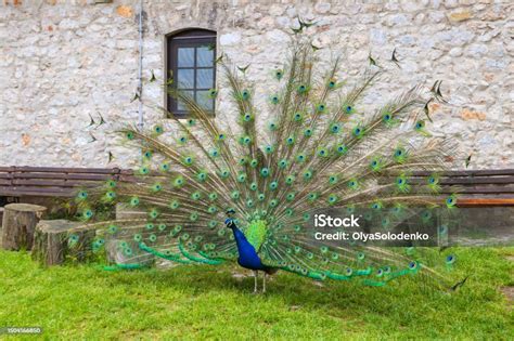 잔디밭에 화려한 꼬리 깃털을 가진 공작 또는 공작 의 수컷 가금류에 대한 스톡 사진 및 기타 이미지 가금류 공작 깃털 공작새 Istock