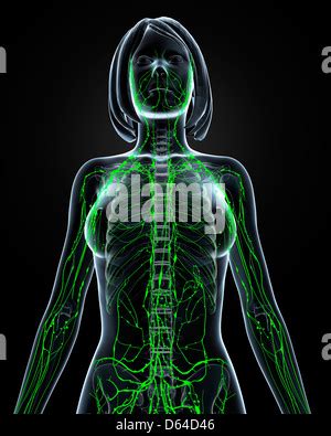 Lymphatic System Of Female Body Anatomy In X Ray Form Stock Photo Alamy