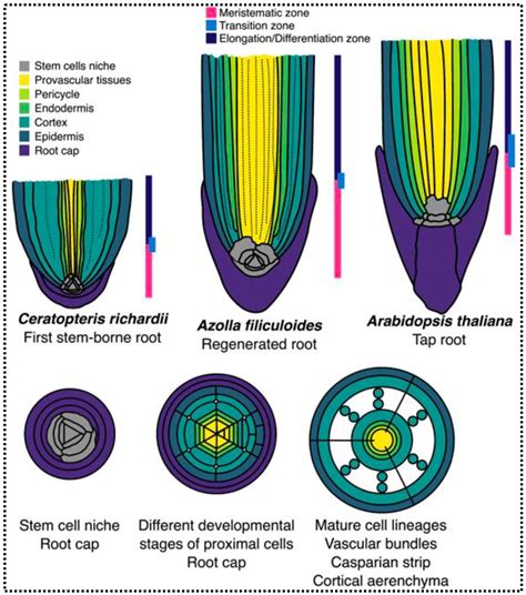 Root Apical Meristem