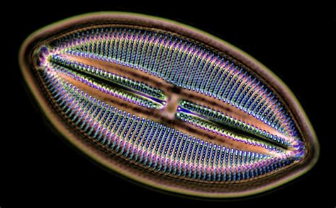 Diatom Cell