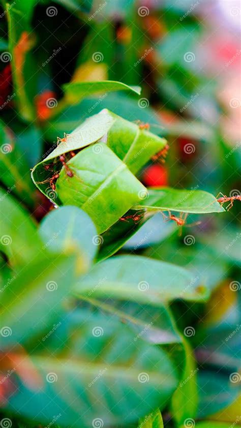 Close Up View Of A Planted Weaver Ant S Nest Stock Image Image Of