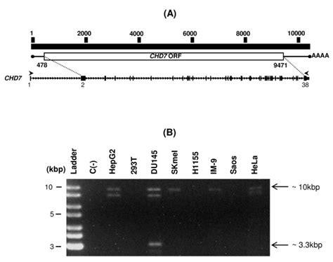 Identification Of A Putative Novel Splice Variant Of Chd7 A