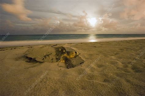 Female Loggerhead Nesting Stock Image C011 7955 Science Photo Library