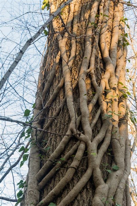 Climbing Roots