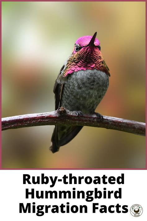 Ruby Throated Hummingbird Migration Facts In 2023 Hummingbird
