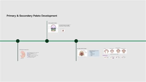 Primary And Secondary Palate Development By Role Of Periderm In Secondary