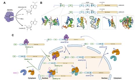 Figure 1 From Adar1 Mediated Rna Editing And Its Role In Cancer