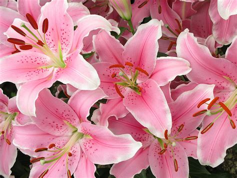 ユリの花言葉（百合の色別、種類別、英語の花言葉も） 花言葉 由来