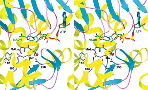 Crystal Structures Of Substrate Complexes Of Malic Enzyme And Insights