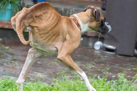 虐待を受け妊娠したピットブル。飼い主に捨てられ、出産した我が子を失っても懸命に生き続ける Petfun 動物やペットに関する情報サイト