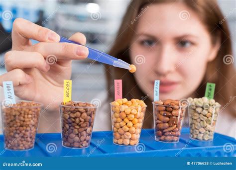 Girl In Laboratory Of Food Tests Legumes Grain Stock Photo Image Of Product Chemical