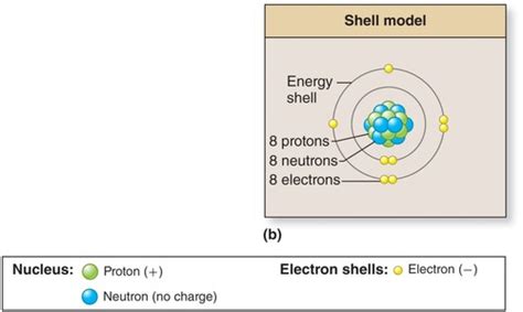Chapter 2 A P Flashcards Quizlet