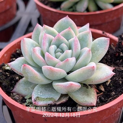 莎莎女王多肉植物的價格推薦 2024年2月 比價比個夠biggo