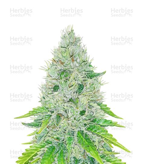 The Church Strain Seedfare Find The Perfect Seed At The Right Price