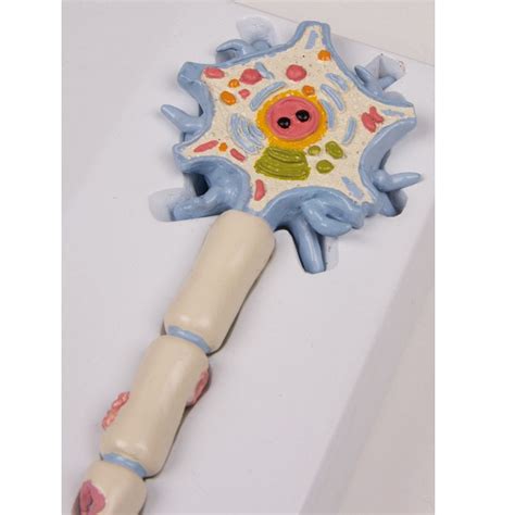 Model Neuronu Fantom Pomoce Dydaktyczne Fantomy Szkoleniowe Modele