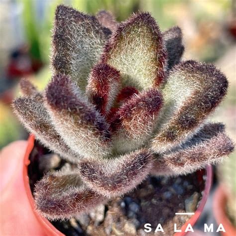 Sa La Ma多肉黑兔野兔1吋盆 多肉植物 景天科伽藍菜屬 療癒植物 蝦皮購物